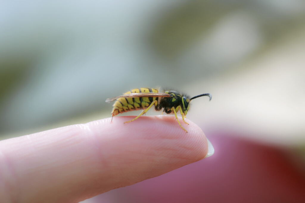 Insektenstiche richtig behandeln